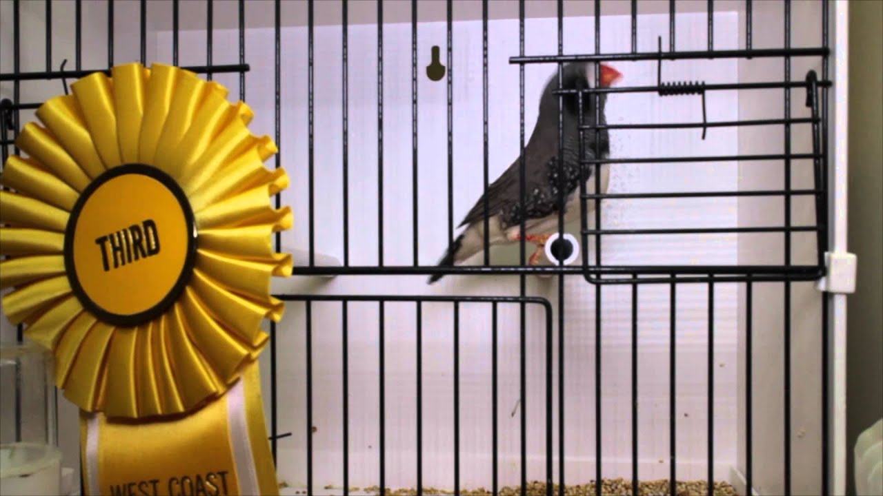 Top 10 - Rare Zebras 2015 West Coast Zebra & Society Finch Show - YouTube