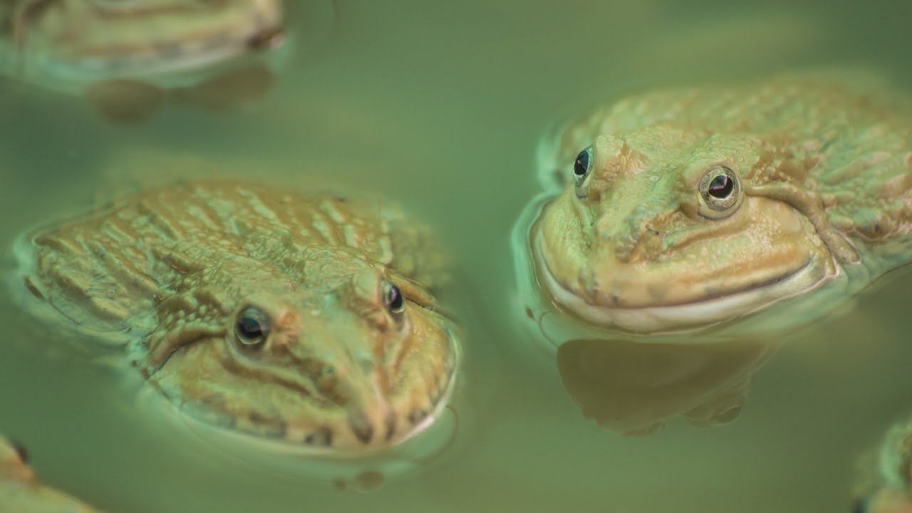 Things To Consider Before Choosing A Filter For Frog - YouTube