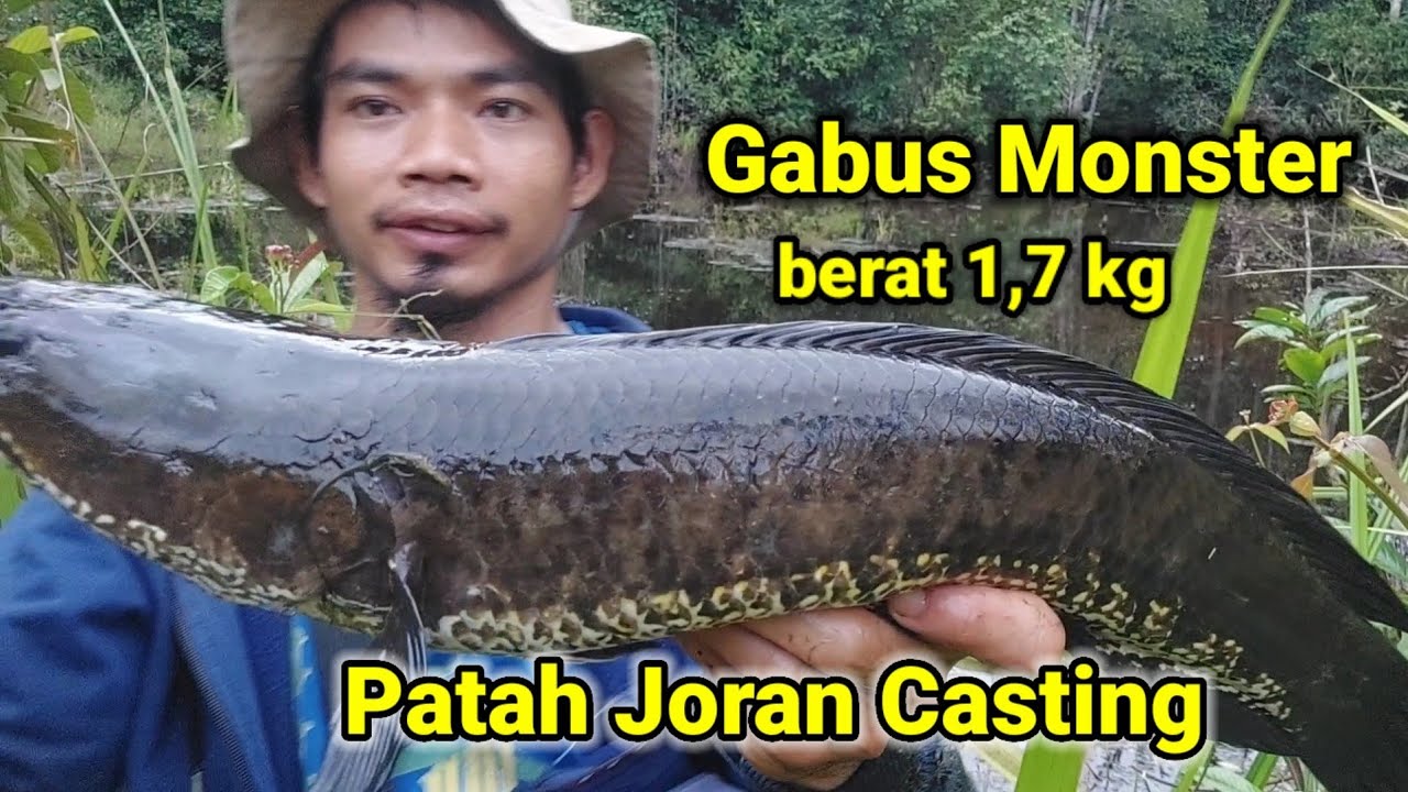 Keganasan Luar Biasa...Casting Ikan Gabus BESAR berat Hampir 2 Kg ...