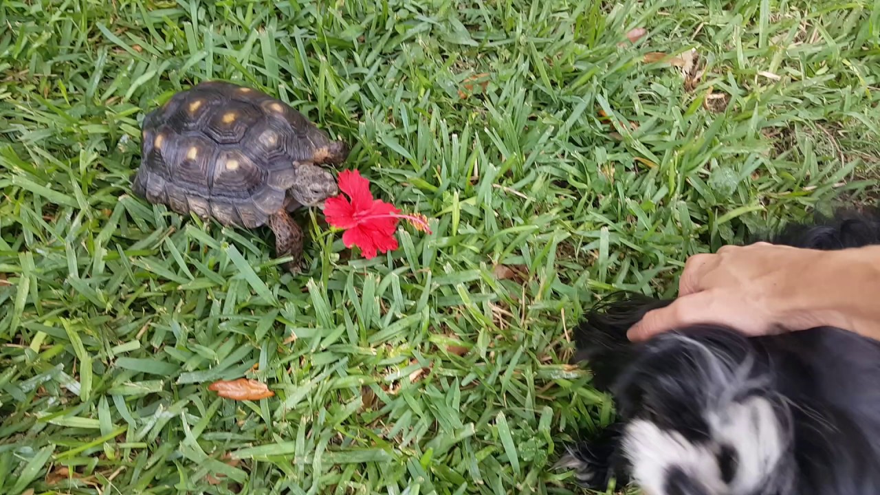 Shih tzu dog playing with turtle - YouTube