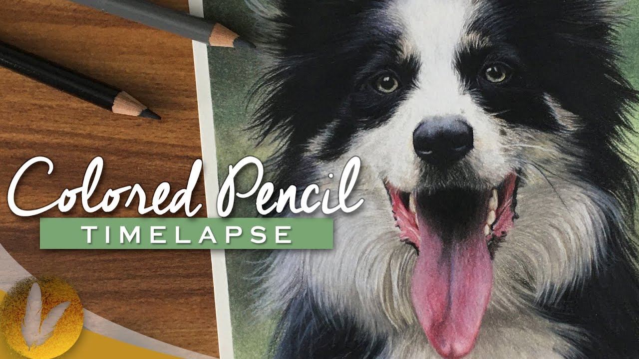 Realistic Border Collie Colored Pencil Drawing Timelapse YouTube Realistic Border Collie Colored Pencil Drawing Timelapse YouTube