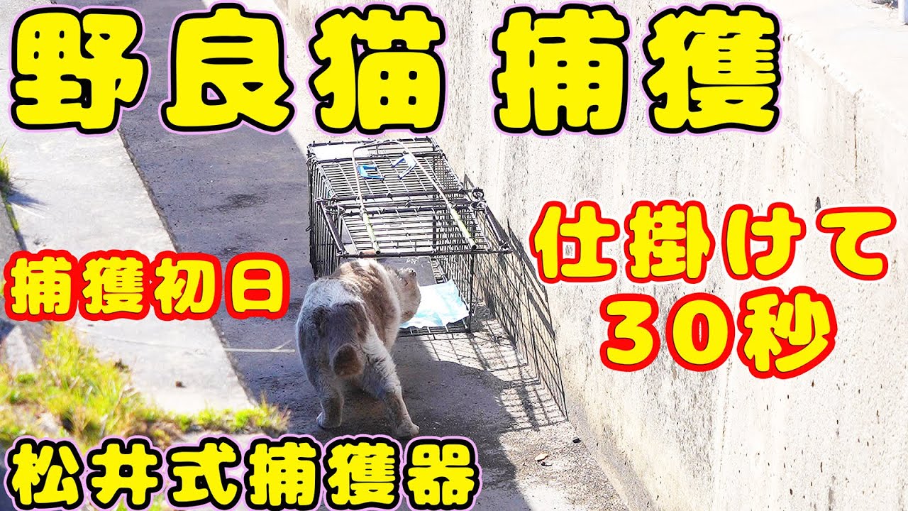 【野良猫 捕獲】松井式捕獲器で捕獲作戦初日に仕掛けて30秒で捕獲成功 グーちゃん - YouTube