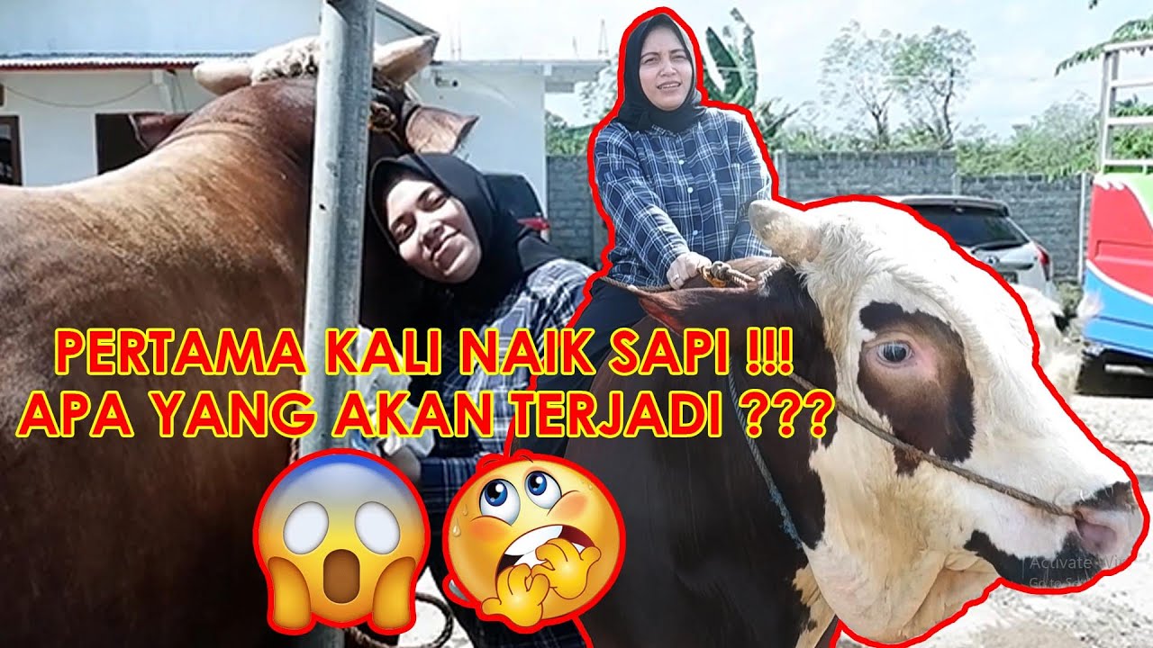 NAIK SAPI 1 TON ⁉️ TERJINAK !!! - YouTube