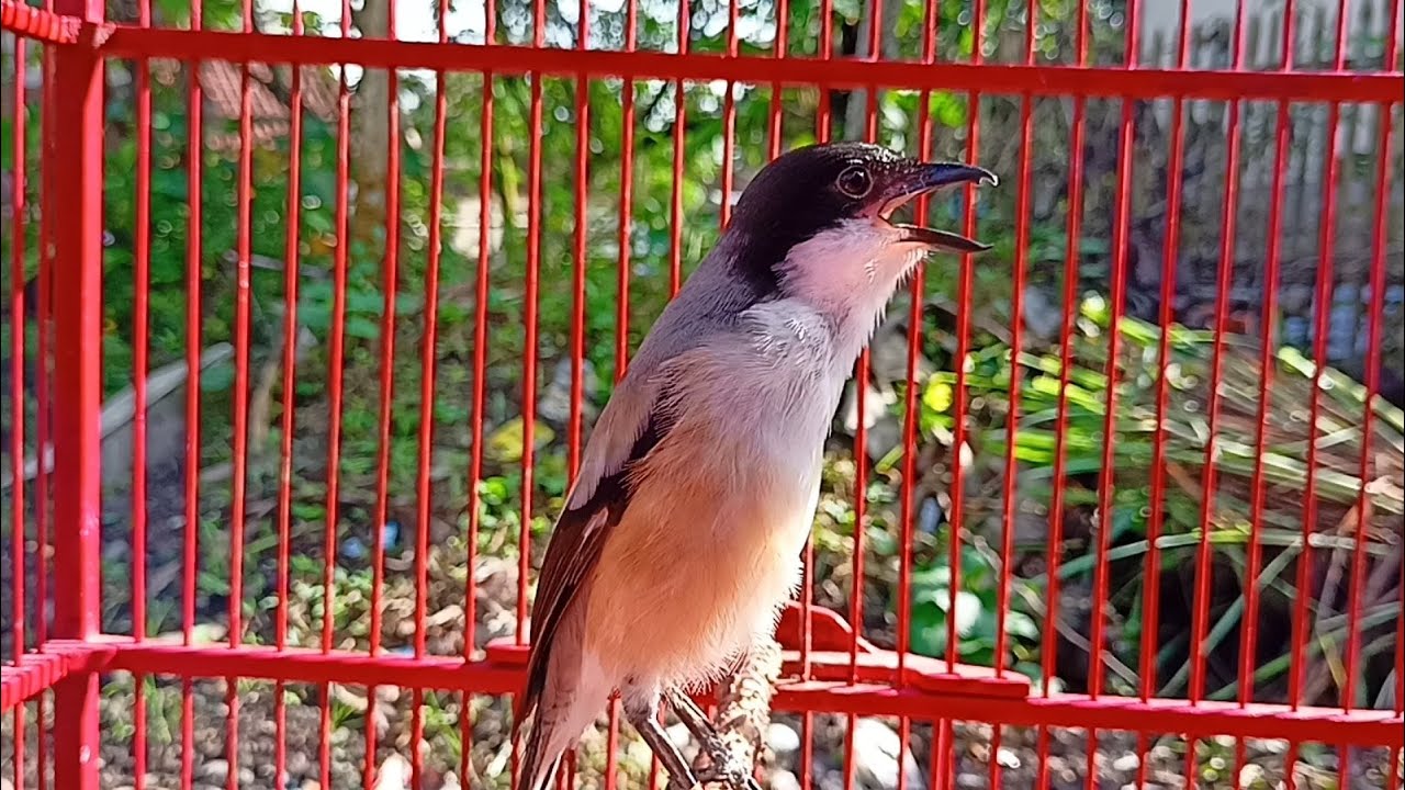 CENDET GACOR BANYAK ISIAN BUAT MASTERAN PANCINGAN OKE - YouTube