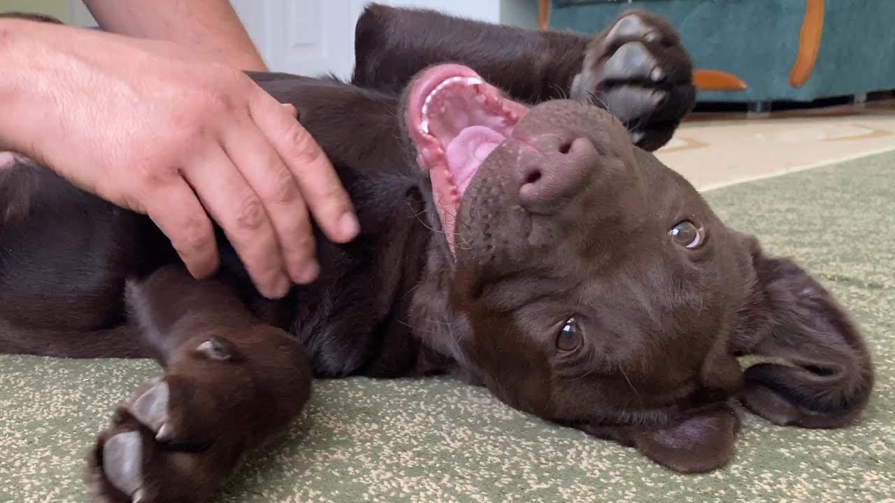 Happy puppy Chocolate Labrador Retriever ! - YouTube