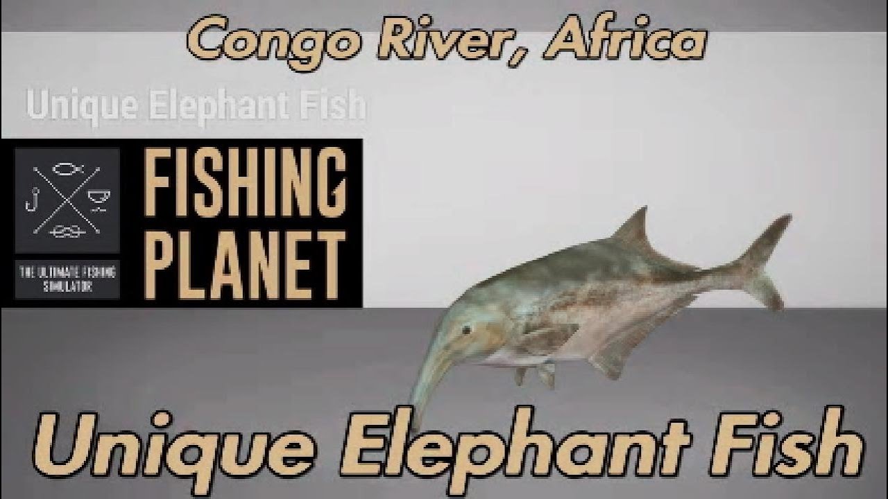 Fishing Planet Unique Elephant Fish Congo River Africa - YouTube