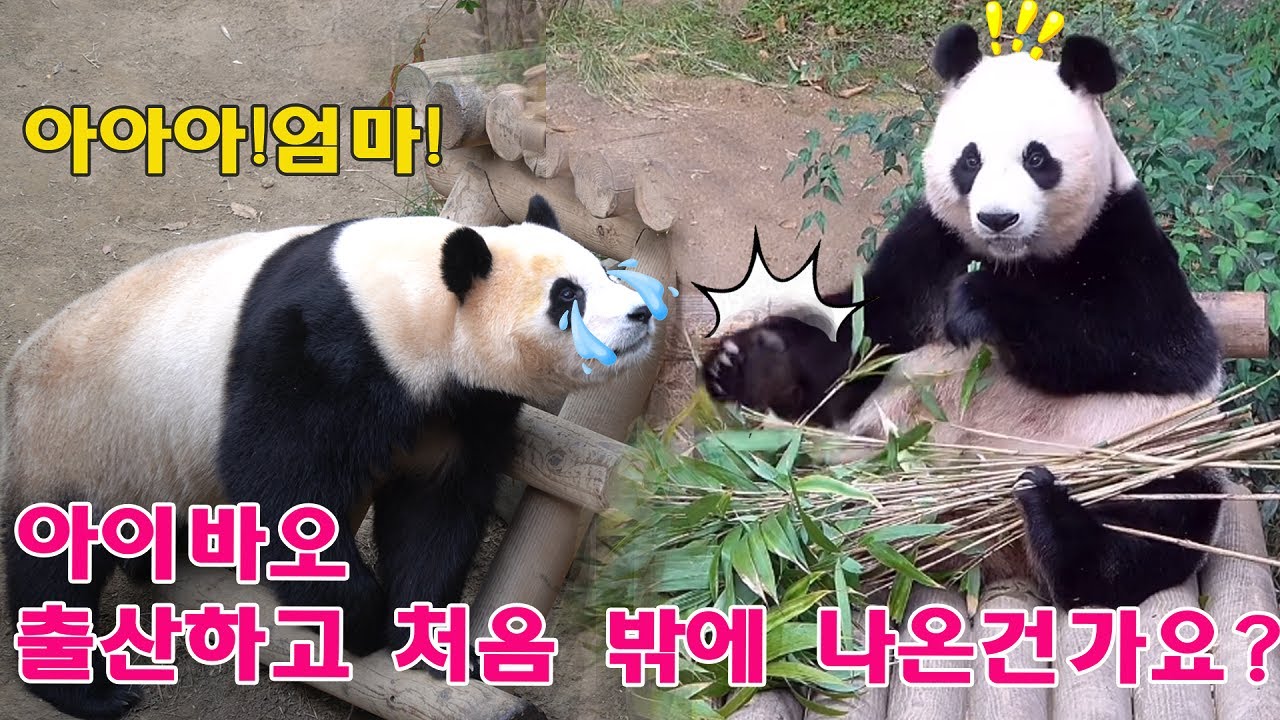 오늘 아이바오 가 나왔어요우아하고 이쁘고 귀엽구엄마의 향기를 느끼자마자 반응하는 푸바오 😆ㅋㅋㅋ Youtube