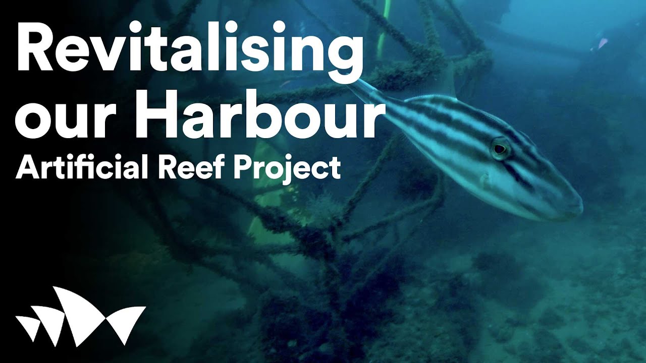 A new artificial reef helps to revitalise Sydney Harbour's biodiversity ...