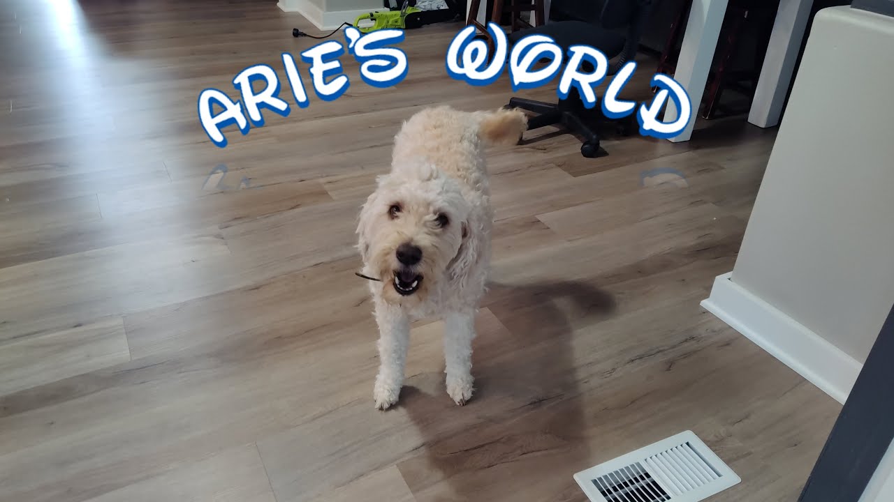 Arie's World is live! Happy Hump Day come hang out with Arie Bear! 🐻 9/18/24 - YouTube