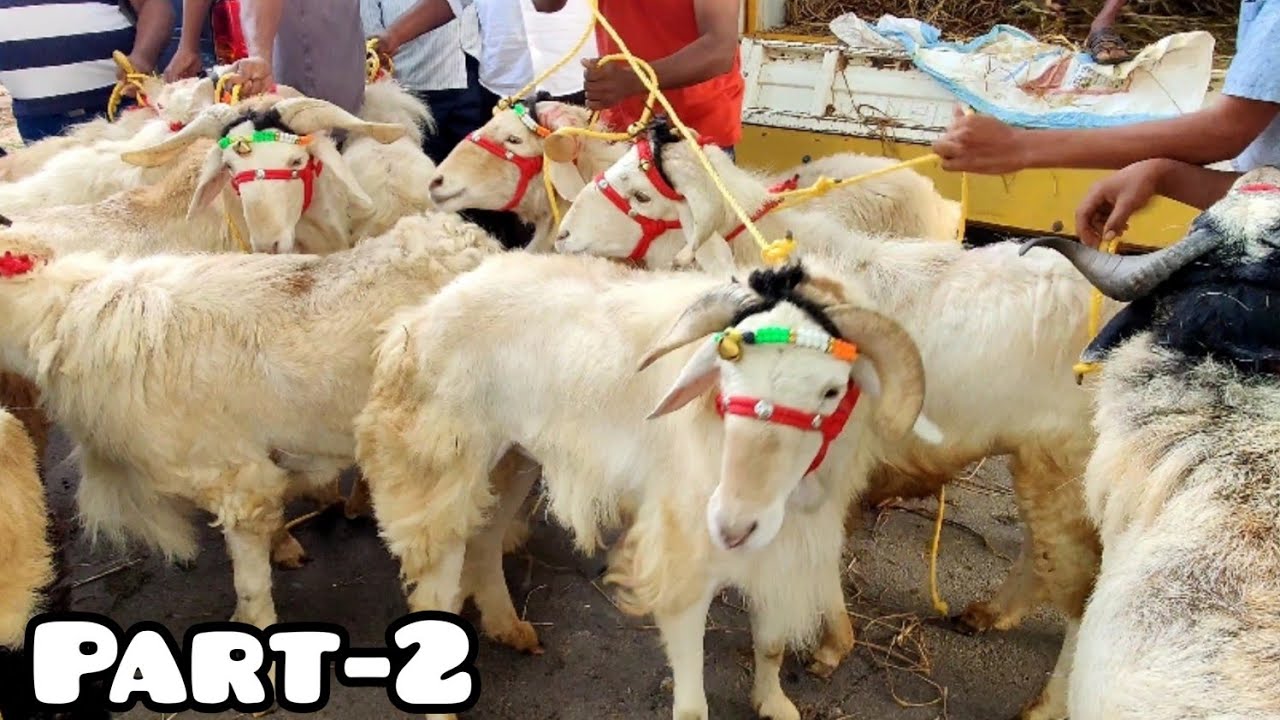 BAIREDDIPALLE BIGGEST SHEEPS MARKET | BAKRID SPECIAL SHEEPS [PART-2] # ...