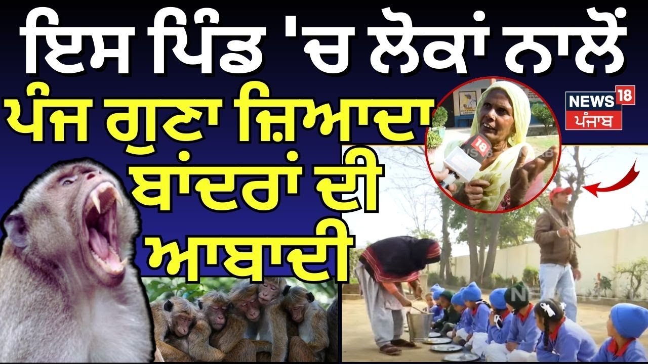 Sangrur News | ਇਸ ਪਿੰਡ 'ਚ ਲੋਕਾਂ ਨਾਲੋਂ ਪੰਜ ਗੁਣਾ ਜ਼ਿਆਦਾ ਬਾਂਦਰਾਂ ਦੀ ਆਬਾਦੀ | Monkey | N18V - YouTube