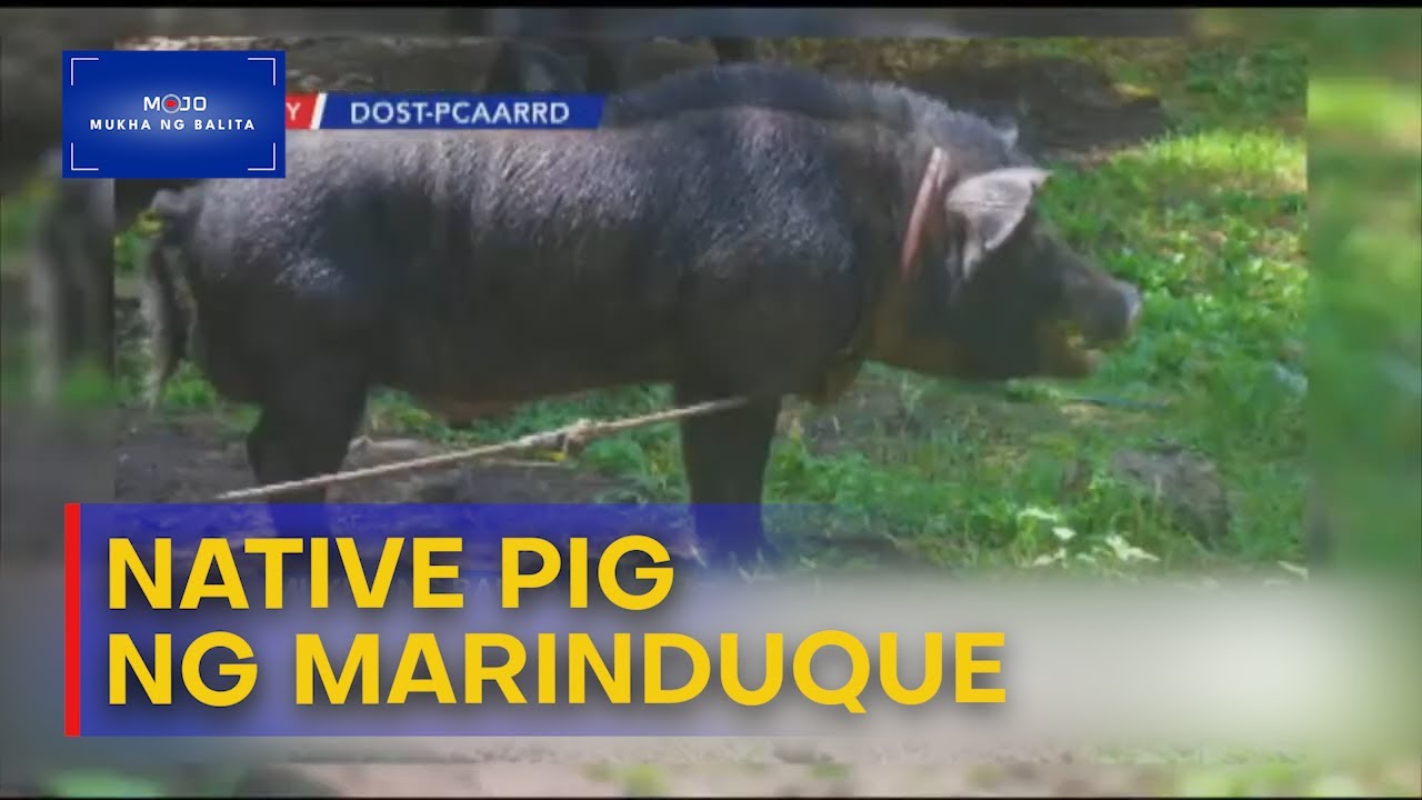 Native pig ng Marinduque, mas masarap umano ang karne | Mukha ng Balita ...
