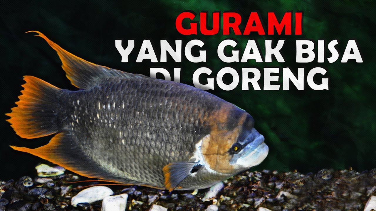 GURAMI BIKIN HAPPY, 5 JENIS GURAMI HIAS YANG COCOK DIPELIHARA #1 - YouTube