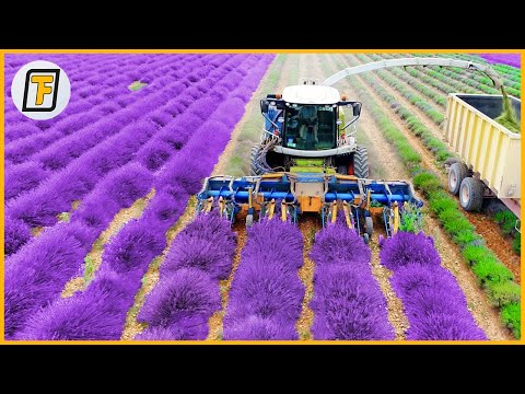LAVENDER Harvesting is SO FASCINATING! - Satisfying Agricultural & Farming Machines YOU SHOULD SEE!