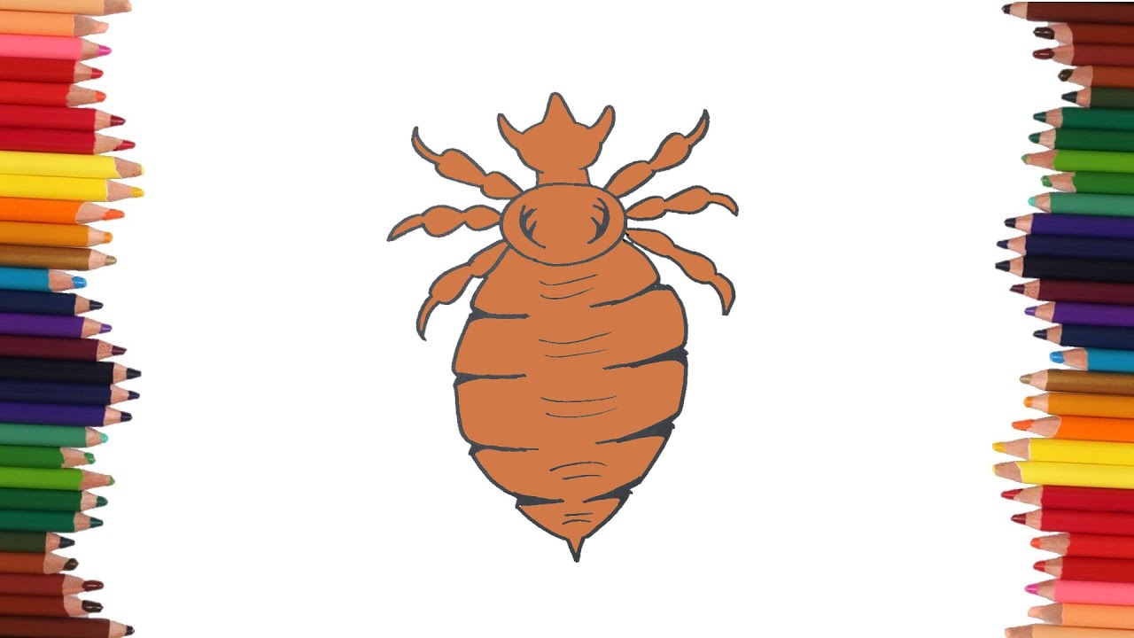 How to draw A LOUSE - YouTube
