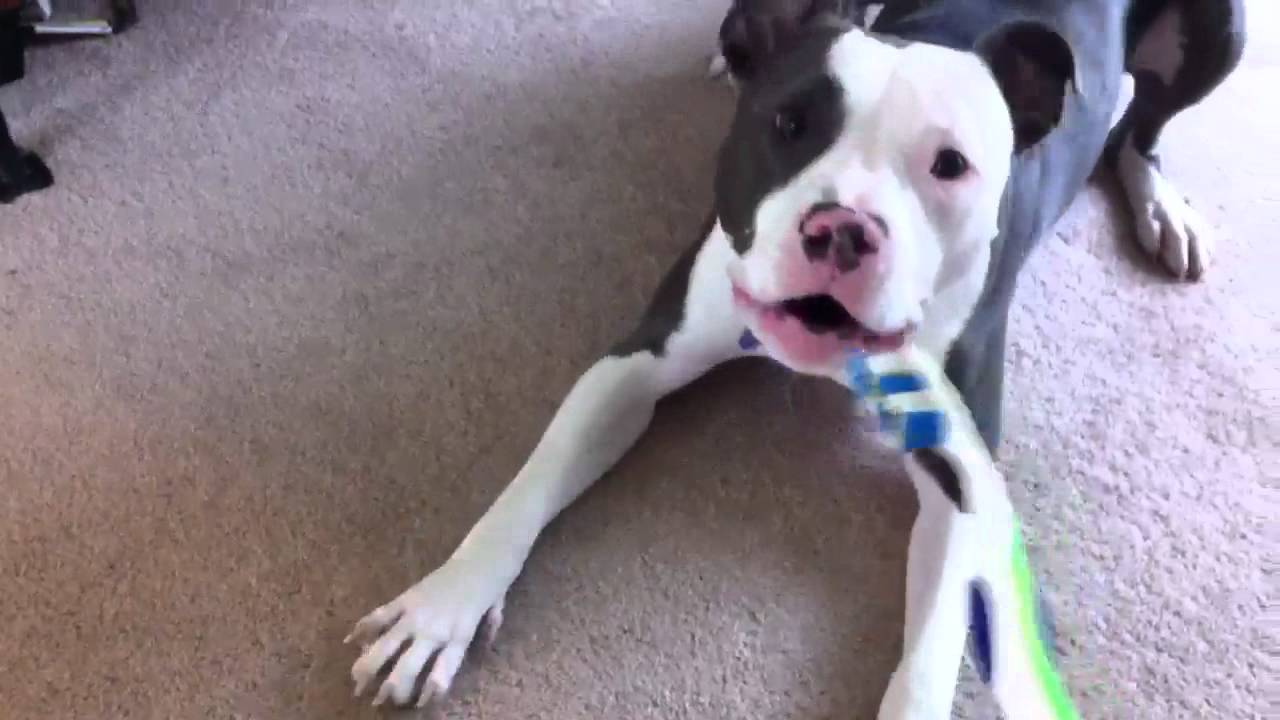 Pit Bull is scared of toothbrush - YouTube
