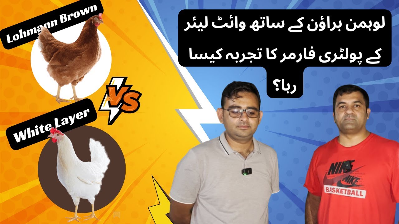 How was experience of White Layer Poultry Farmer with Lohmann Brown ...