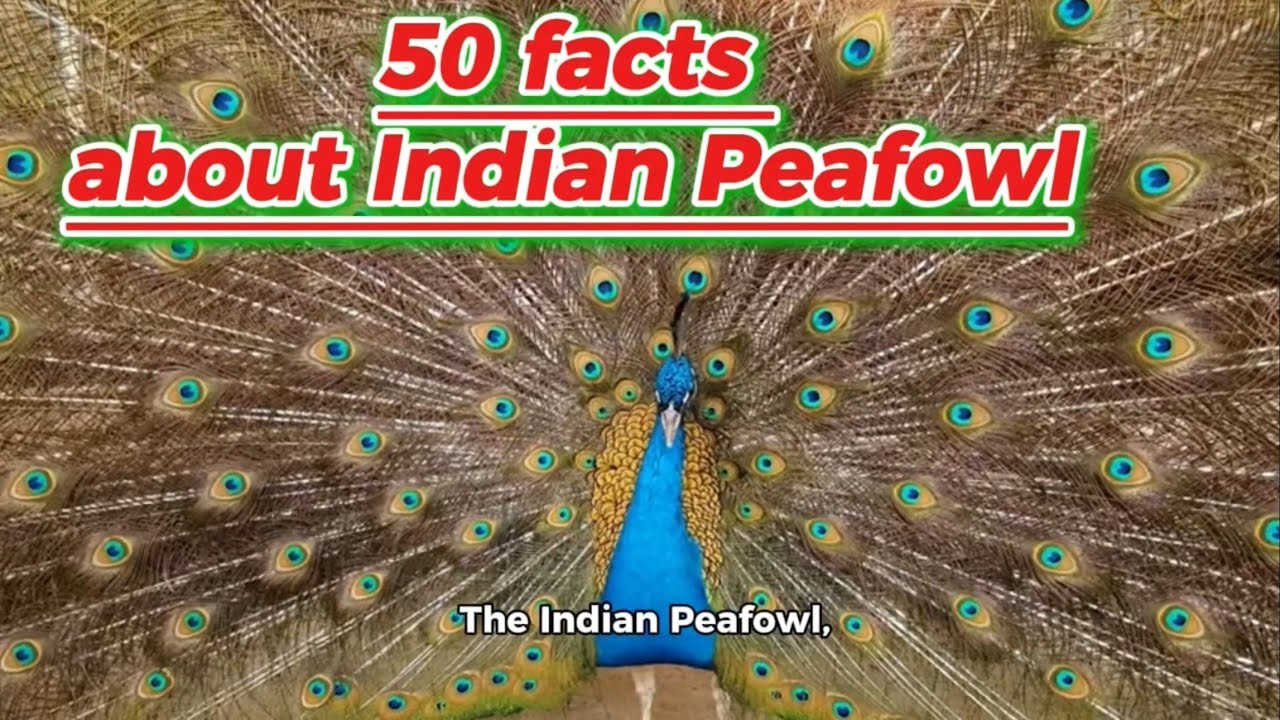 50 facts about Indian peafowl 🦚. - YouTube