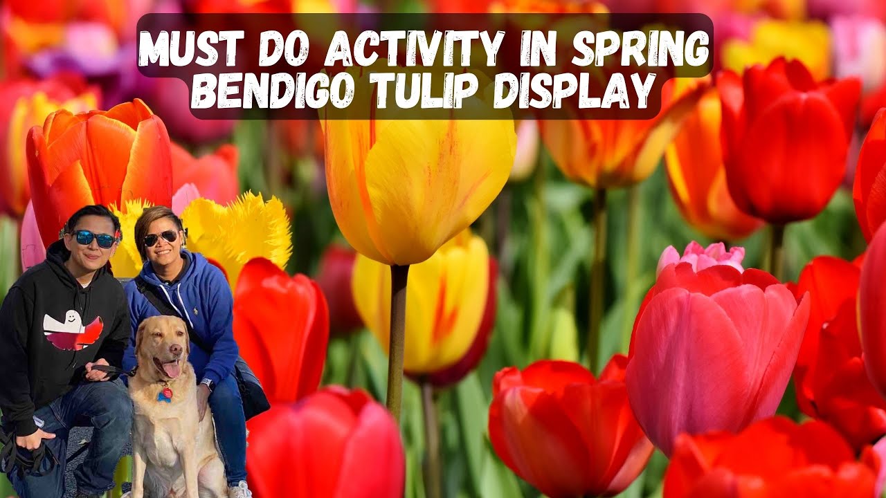 MUST DO ACTIVITY IN SPRING | BENDIGO TULIP DISPLAY - YouTube