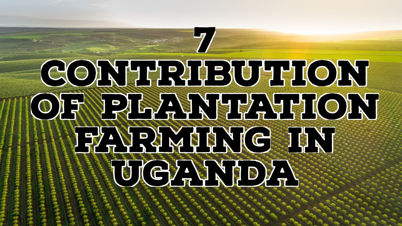7 CONTRIBUTION OF PLANTATION FARMING IN UGANDA - YouTube