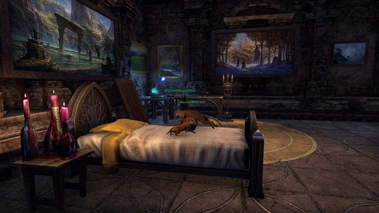 Big-Eared Ginger Kitten & Abecean Ratter Cat - YouTube