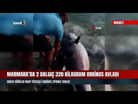 Marmara’da 2 Dalgıç 320 Kilogram Orkinos Avladı