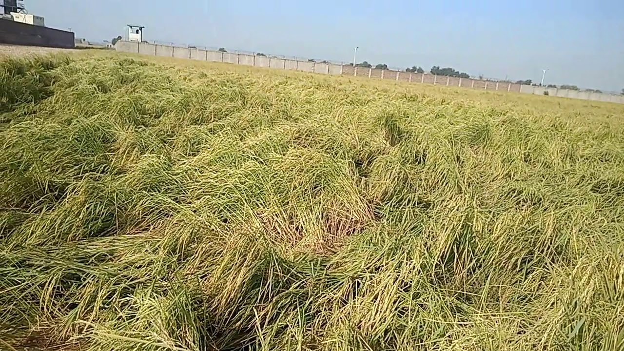 Rice crop redy in pakitan super basmati - YouTube