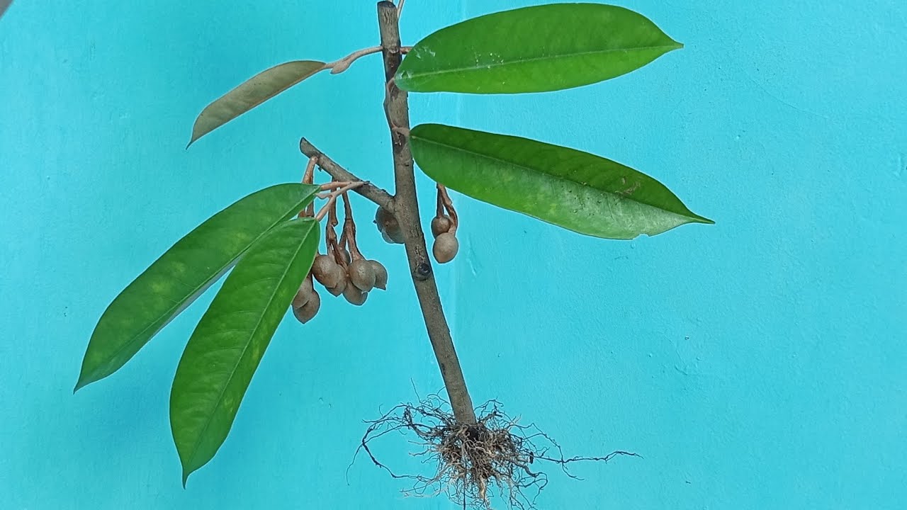 how to cut durian tree cuttings technique easy durian tree cuttings ...