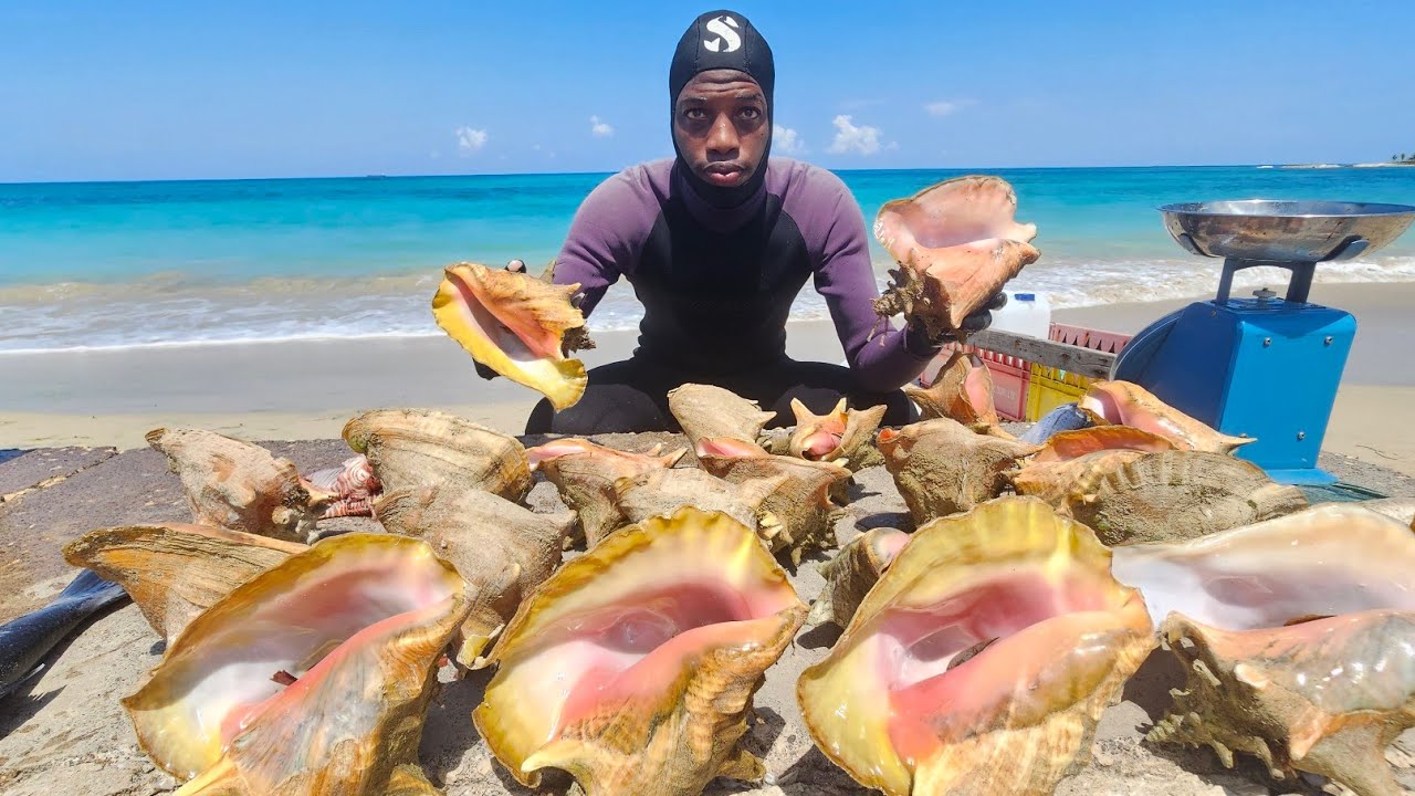 Sea Snail | Catch and Cook | Giant Conch - YouTube