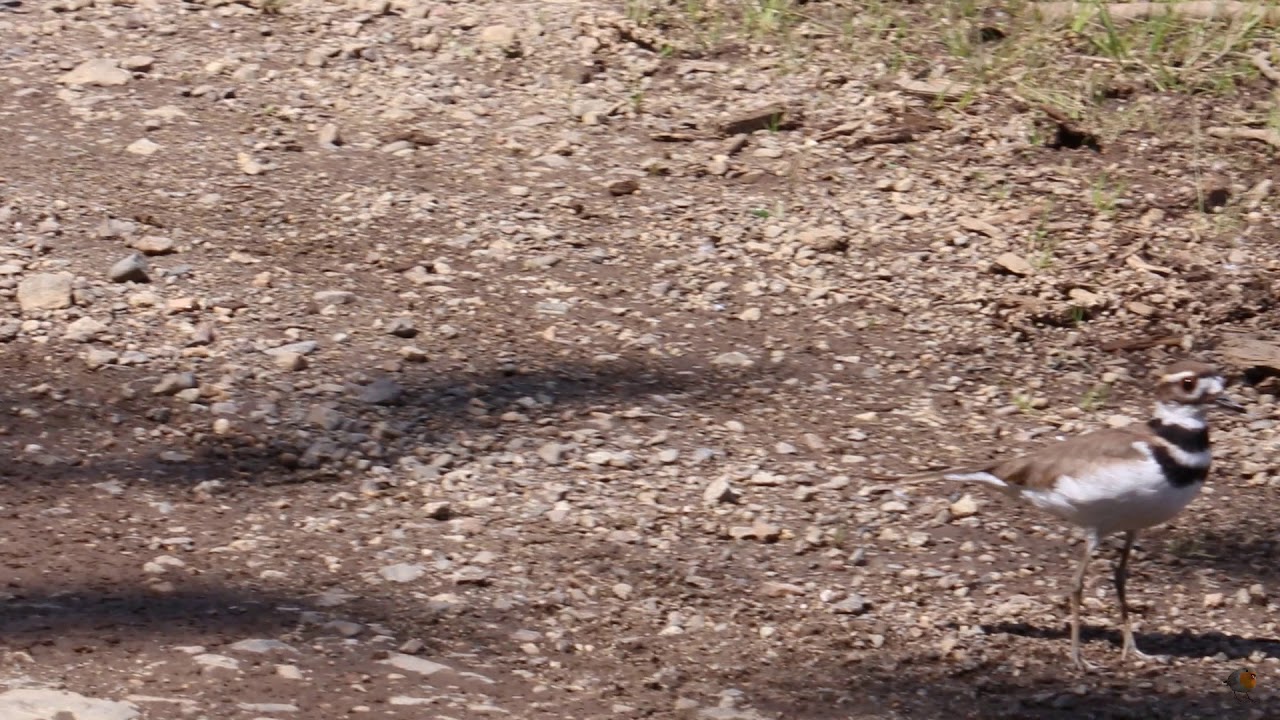 Killdeer Calling - YouTube