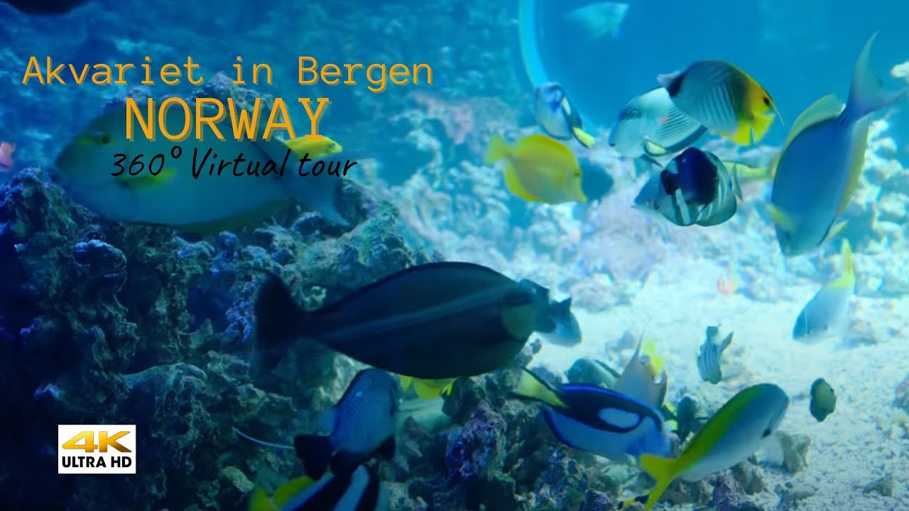 Bergen Akvariet 360° Virtual tour - YouTube