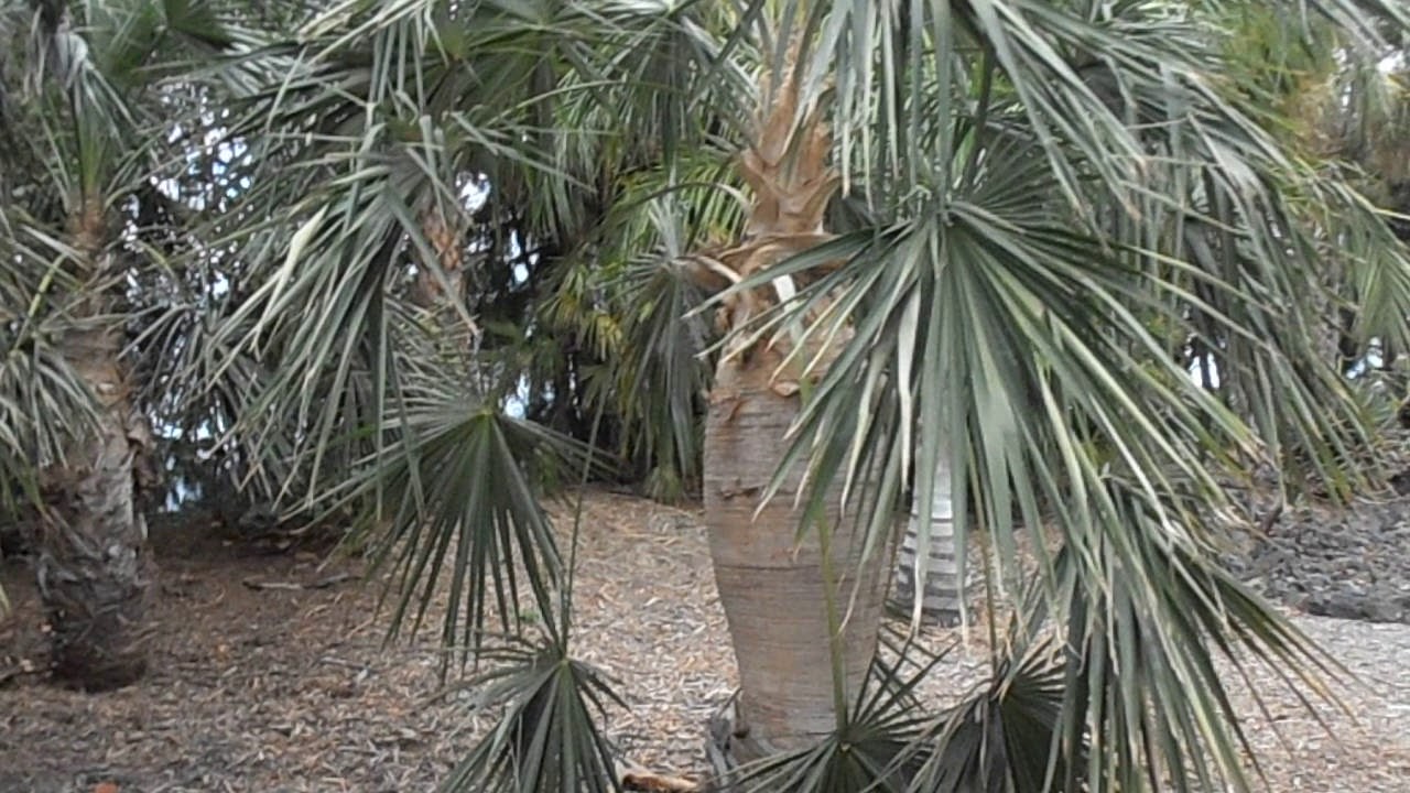 Guano: Coccothrinax spissa (www.riomoros.com) - YouTube