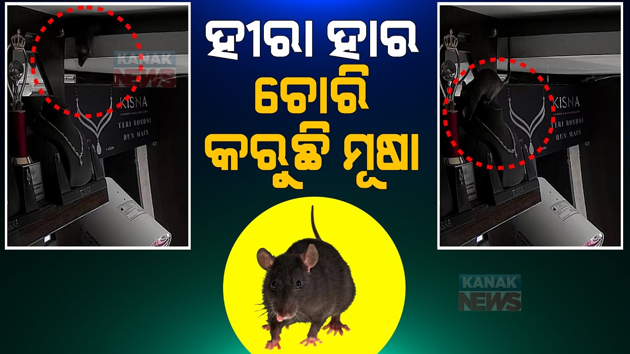 Rat Steals Diamond Necklace Kept On Display At Jewellery Store | Video ...