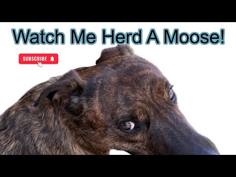 Watch Me Herd A Moose! - Adaptive Herding Techniques