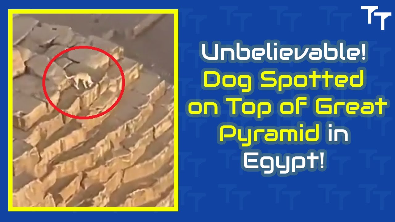 Unbelievable! Dog Spotted on Top of Great Pyramid in Egypt! 🐕 - YouTube