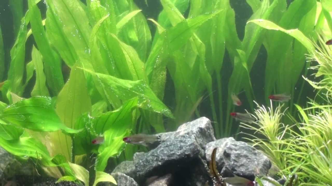 Empire Goby/Gudgeon (Hypseleotris compressa) Possible mating behavior ...