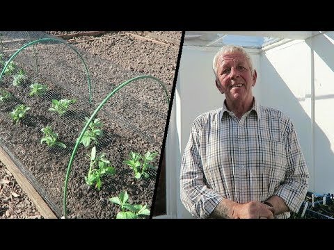 Planting First Early Potatoes And Broad Beans. - YouTube
