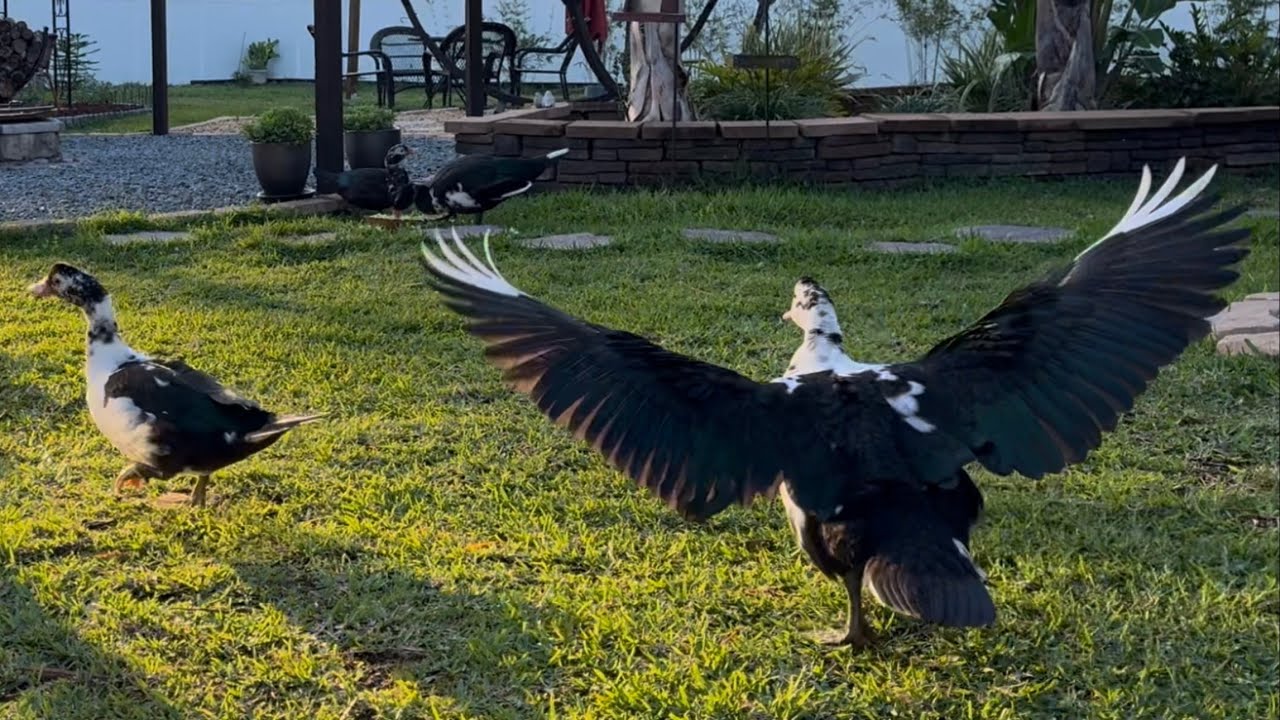 Young Muscovy Ducks Try to Fly | Duck Story - YouTube