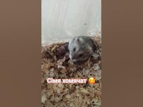 хом'якам 5 днів 💣🔥😽 #хомки #хомяк #джунгарскийхомяк #animal #хома #homa ...