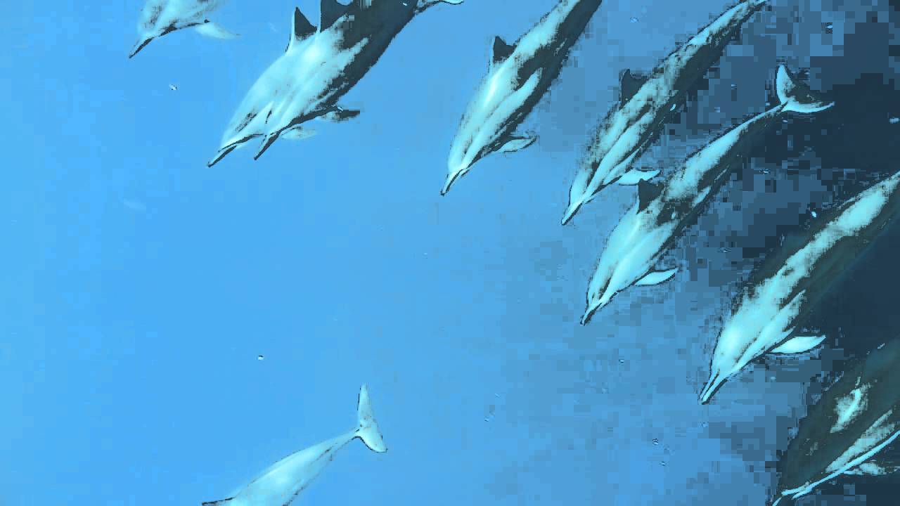 Close Formation Big Pod of Dolphins - YouTube