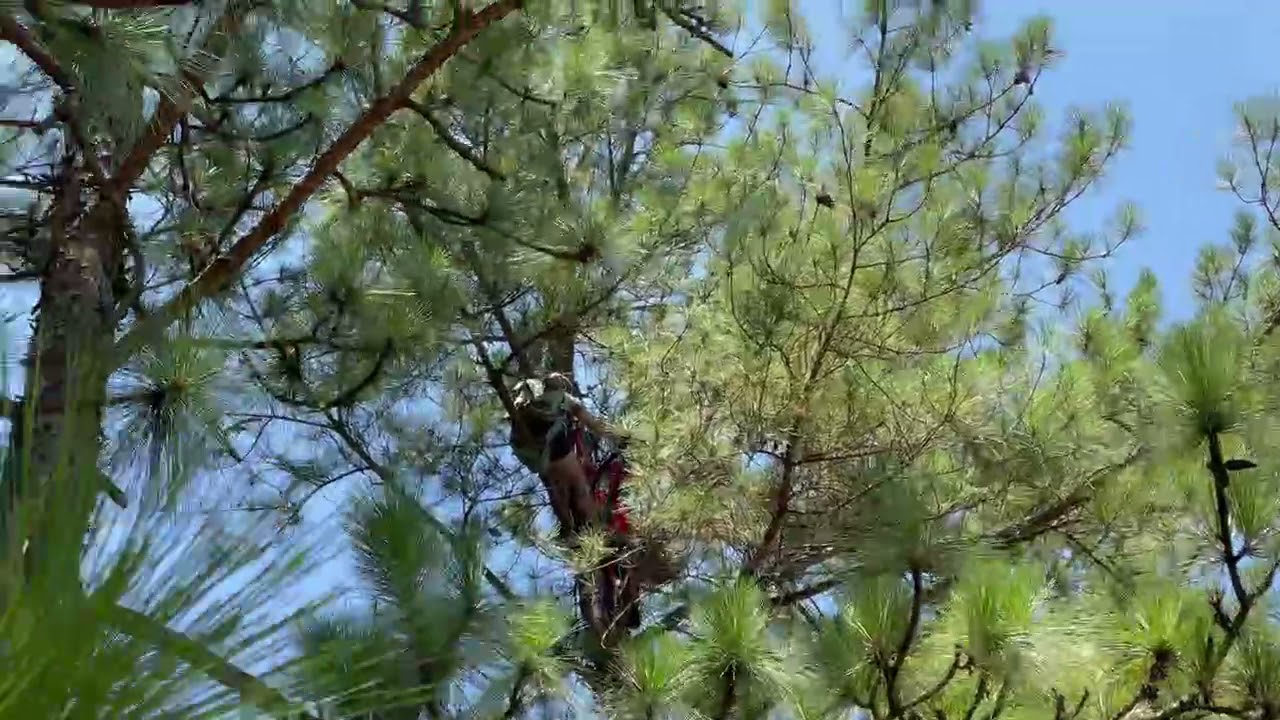 High angle rescue of paratrooper stuck in tree in West End - YouTube