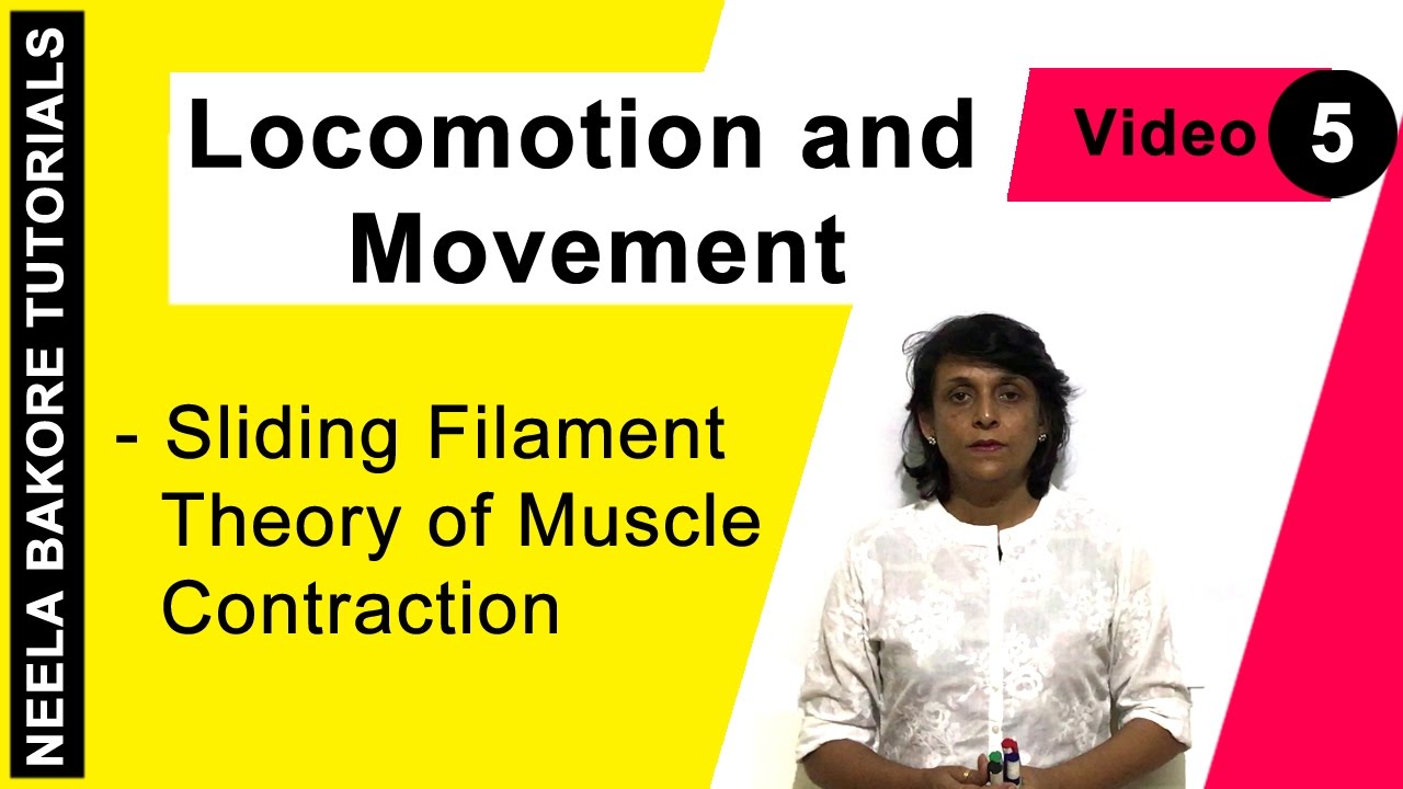 Locomotion and Movement | NEET | Sliding Filament Theory of Muscle ...