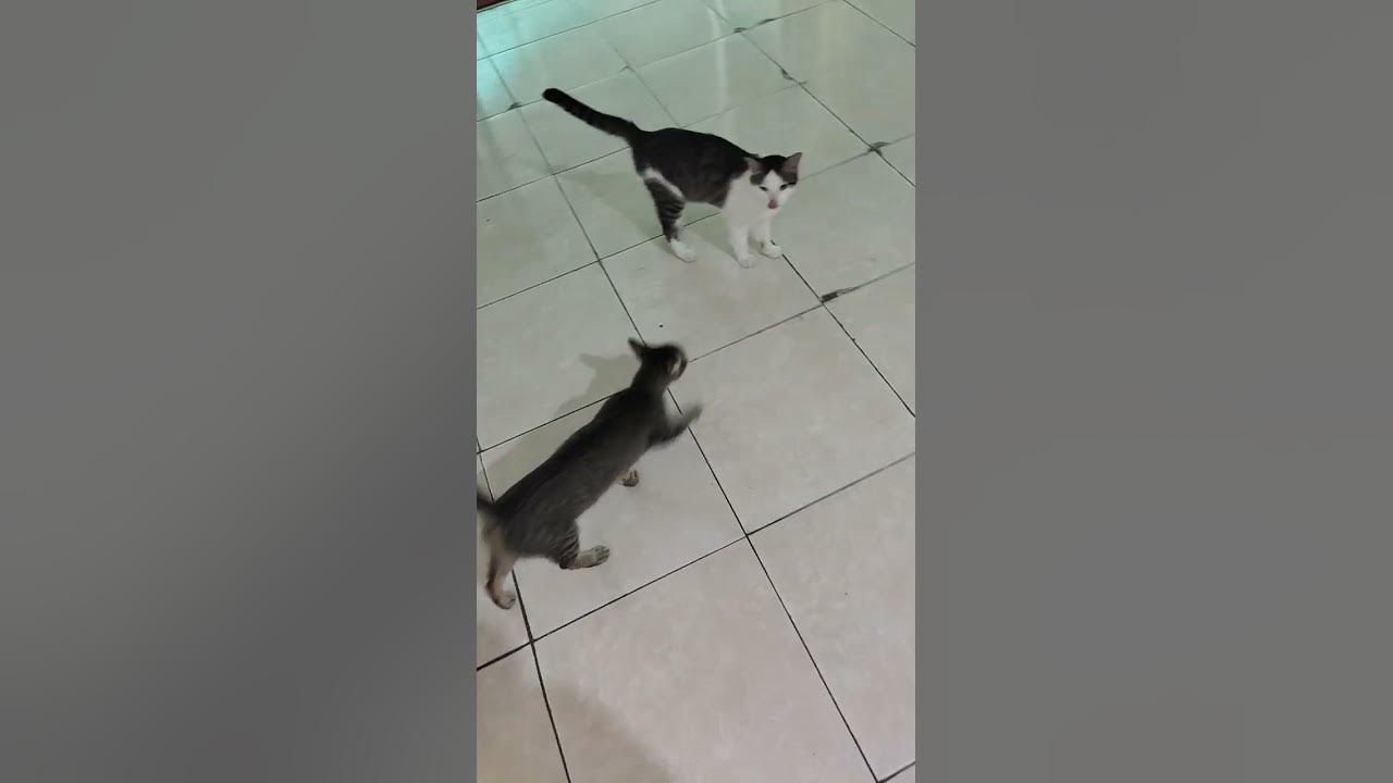 🇵🇭cuttie Cute Cats Playing And Talking Philli Girl 🇵🇭 Youtube