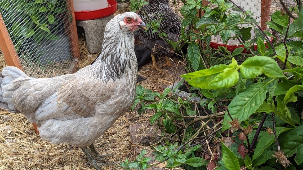 My 17 week old chicks are brilliant! Natural God given instincts! - YouTube