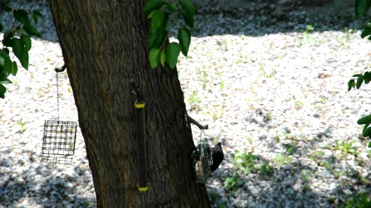 Starling Hunting to save out native birds 2 - YouTube