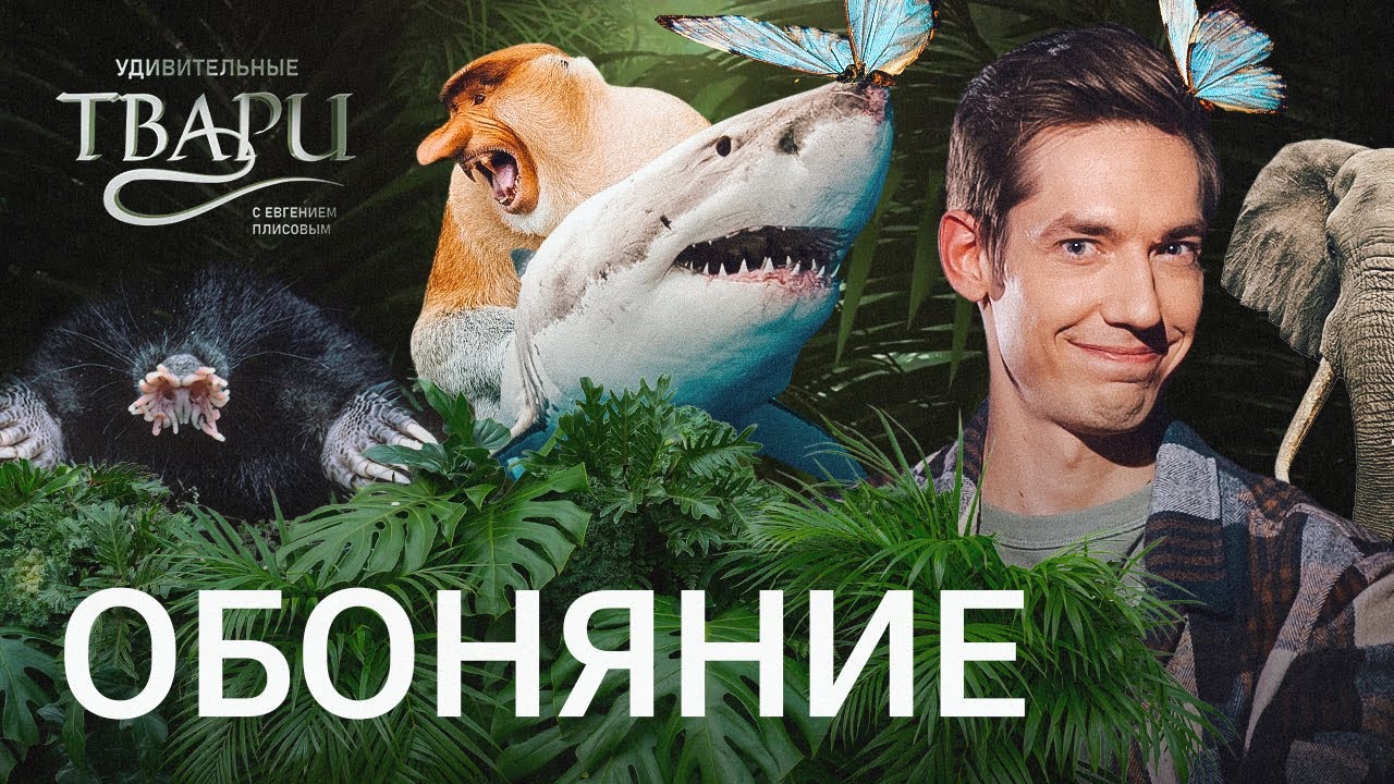 Cамый быстрый нос язык для обоняния и нос вместо рук Как твари