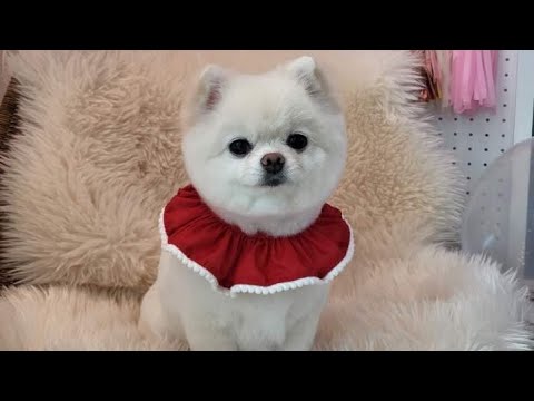 @rupong 루퐁이 뺨치는 메리의 매력!¿ - YouTube