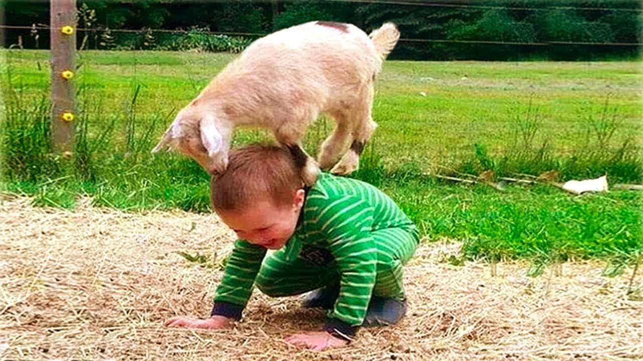 A los bebés y a los niños les encanta jugar con animales - YouTube