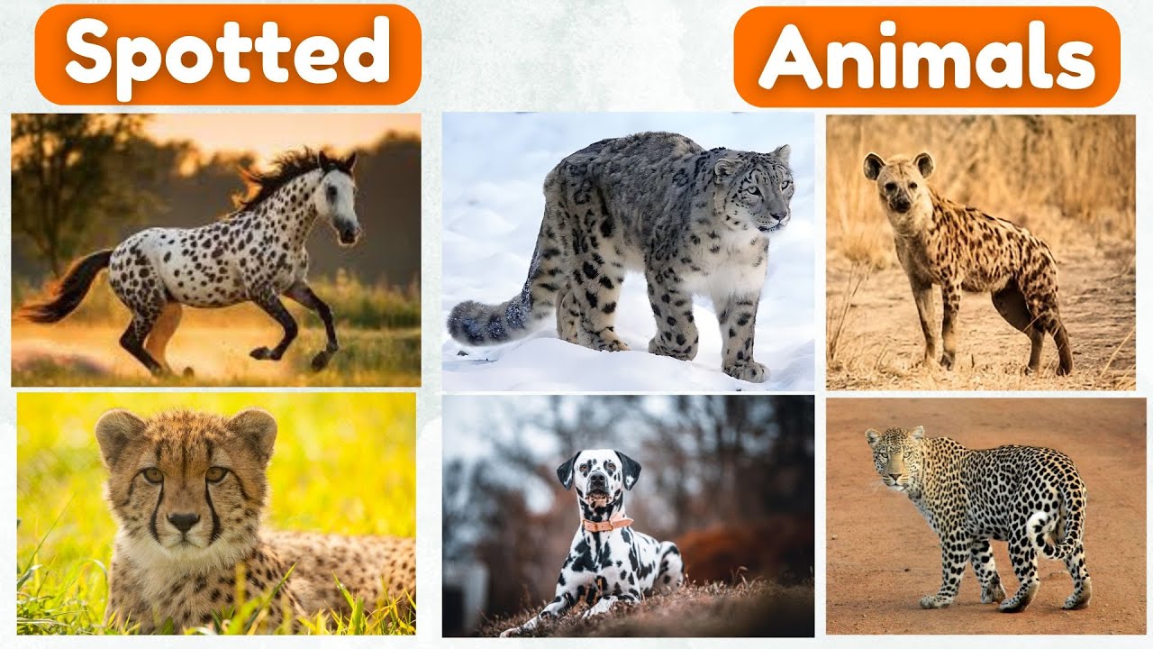 Spotted animals and birds names | learn vocabulary in english - YouTube