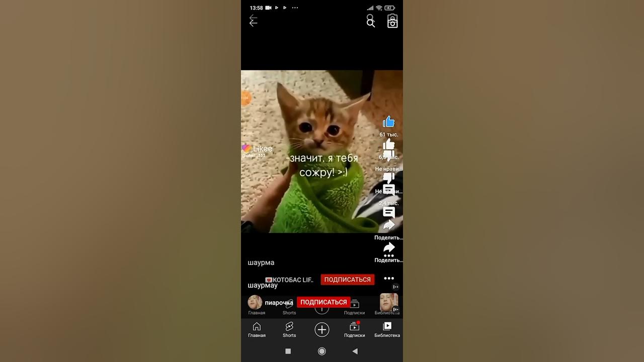 шаурма #шортс #шаурма #кот - YouTube
